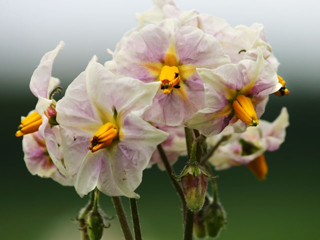 Kartoffelvielfalt aus Barum – Biogartenladen