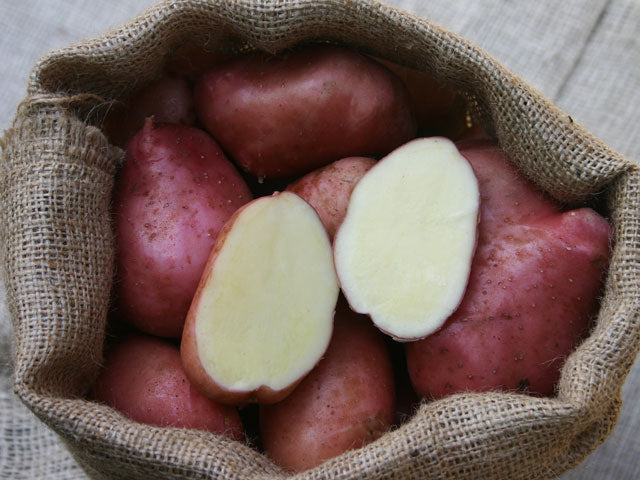 Kartoffelvielfalt aus Barum – Biogartenladen